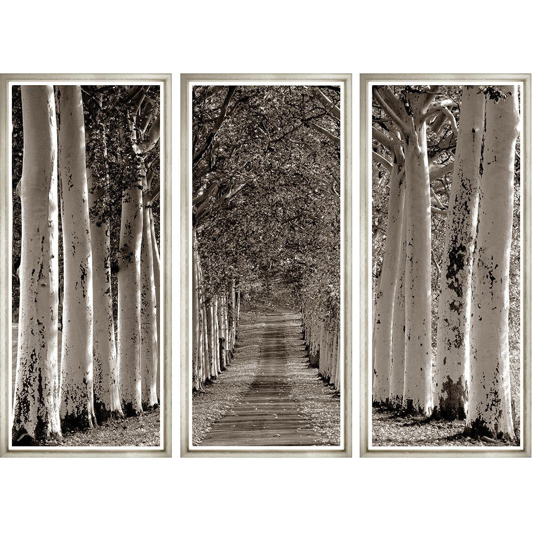 Avenue of Trees – Alexandra Rae Home